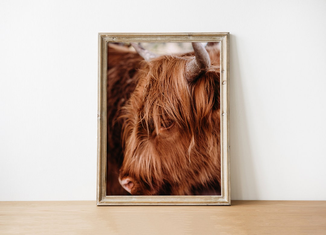 Longhorn Cow Digital Download Cow Art Longhorn Photography Rustic Wall ...