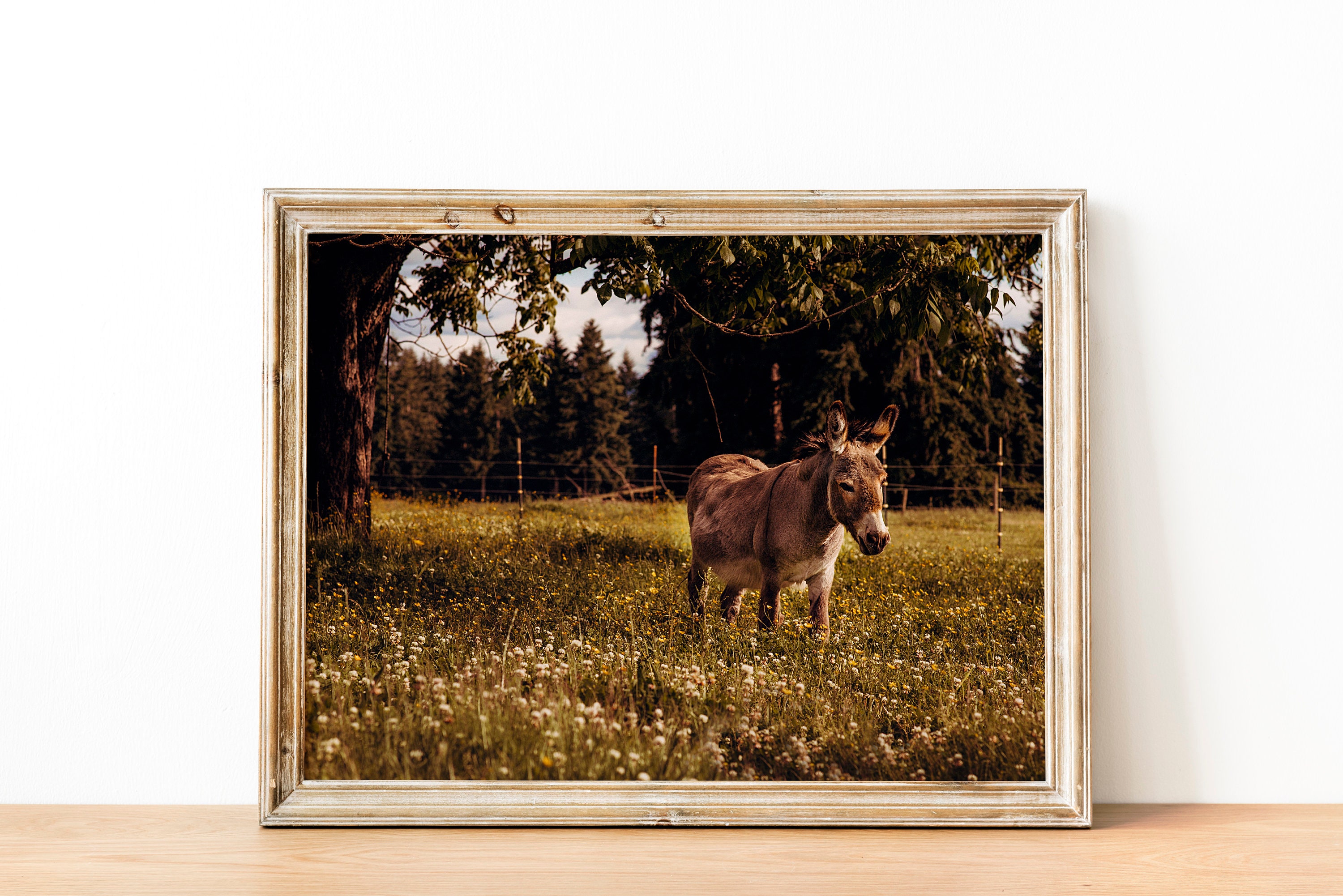 Donkey Digital Download Farmhouse Print Animal Photography - Etsy