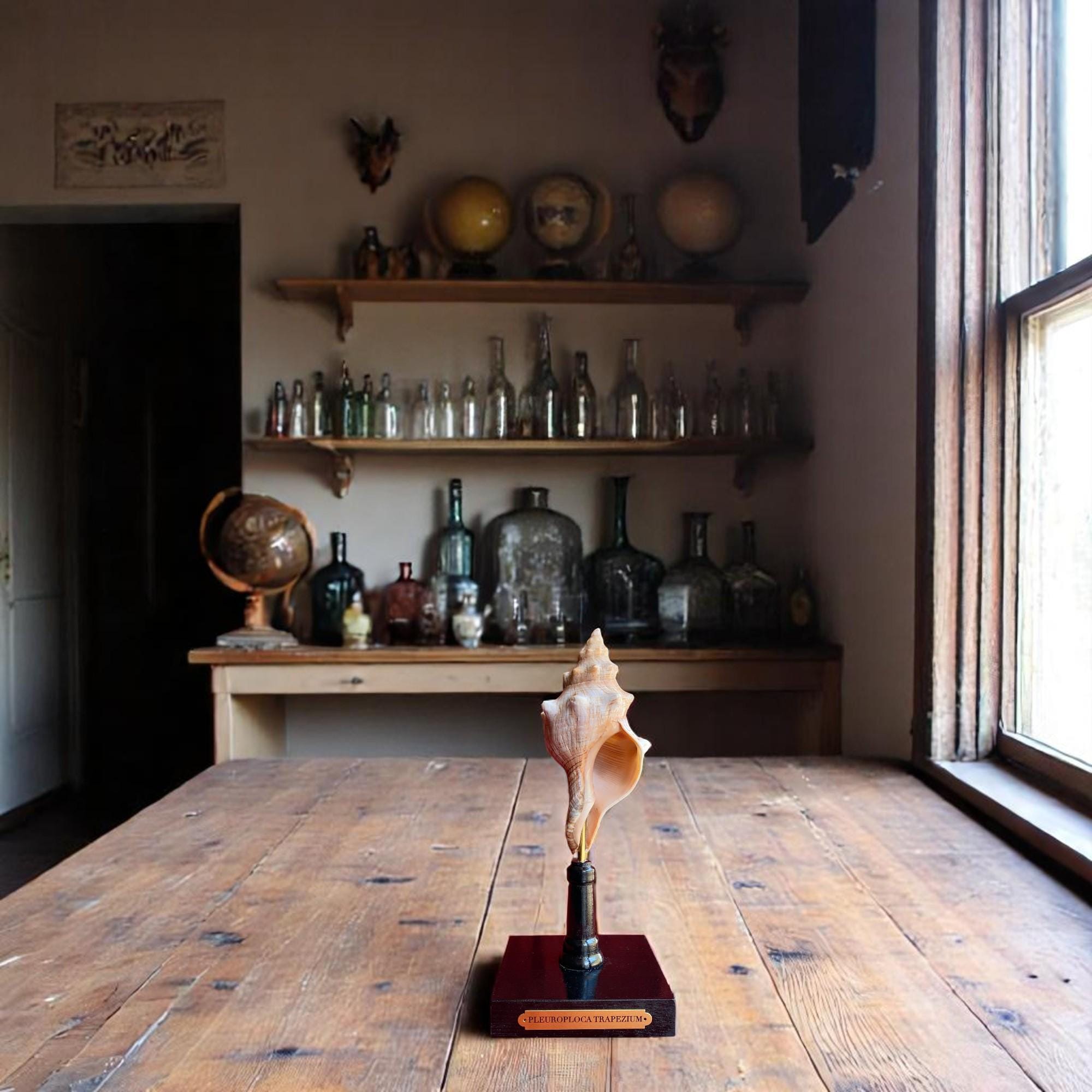 Mounted Shell Sculpture, Sea Shell on Stand, Tropical Shell Display ...