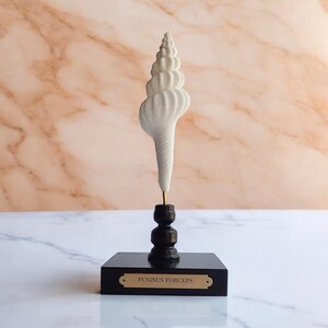 Mounted Shell Sculpture, Sea Shell on Stand, Tropical Shell Display ...