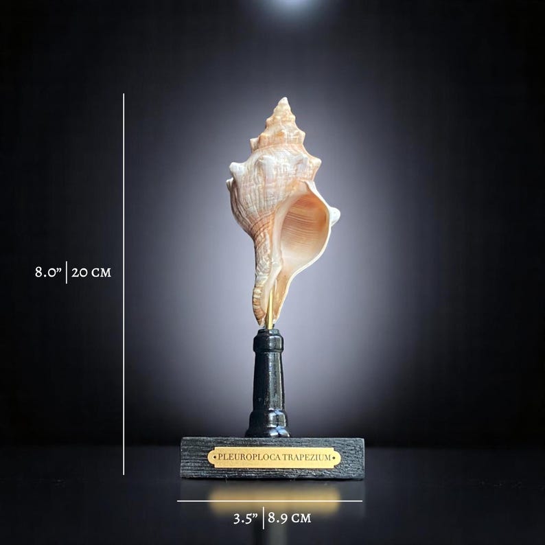 Mounted Shell Sculpture, Sea Shell on Stand, Tropical Shell Display ...