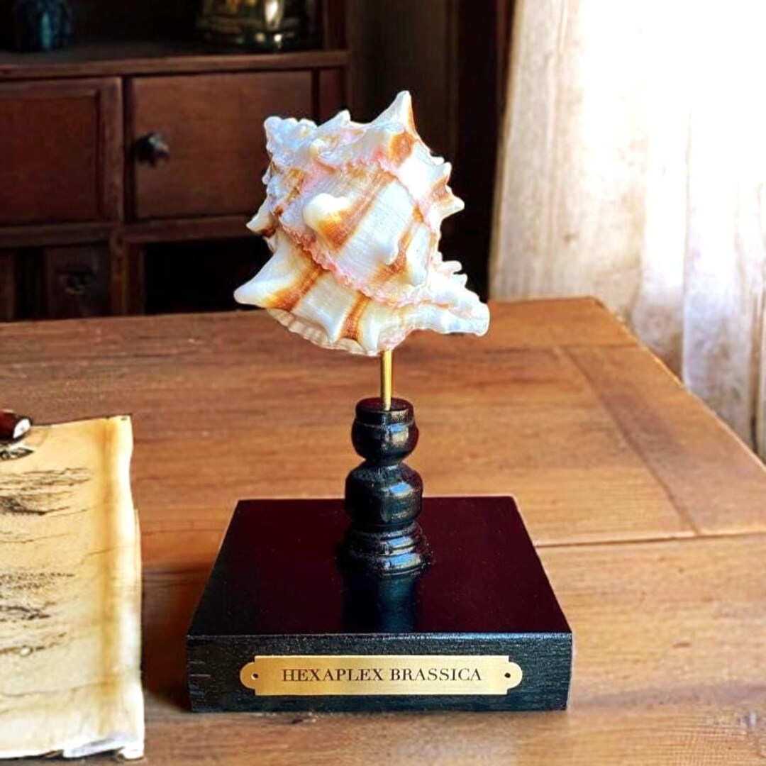 Mounted Murex Shell Sculpture, Sea Shell on Stand, Ocean Lover Gift ...