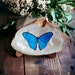 Butterfly Decoupage Clam Shell Blue Morpho Butterfly - Etsy