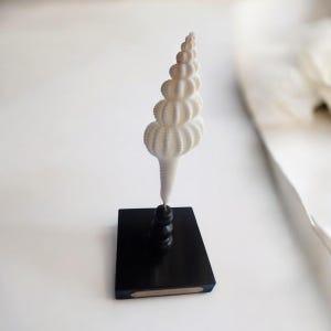Mounted Shell Sculpture, Sea Shell on Stand, Tropical Shell Display ...