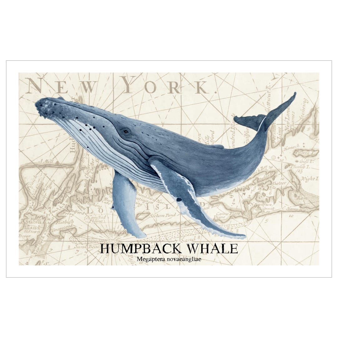 Humpback Whale Watercolor Print: Vintage Long Island Nautical Chart Art ...