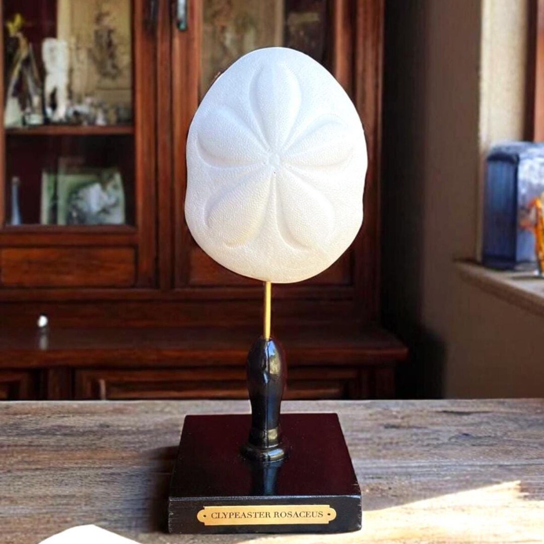 Mounted Shell Sculpture, Sea Shell on Stand, Tropical Shell Display ...