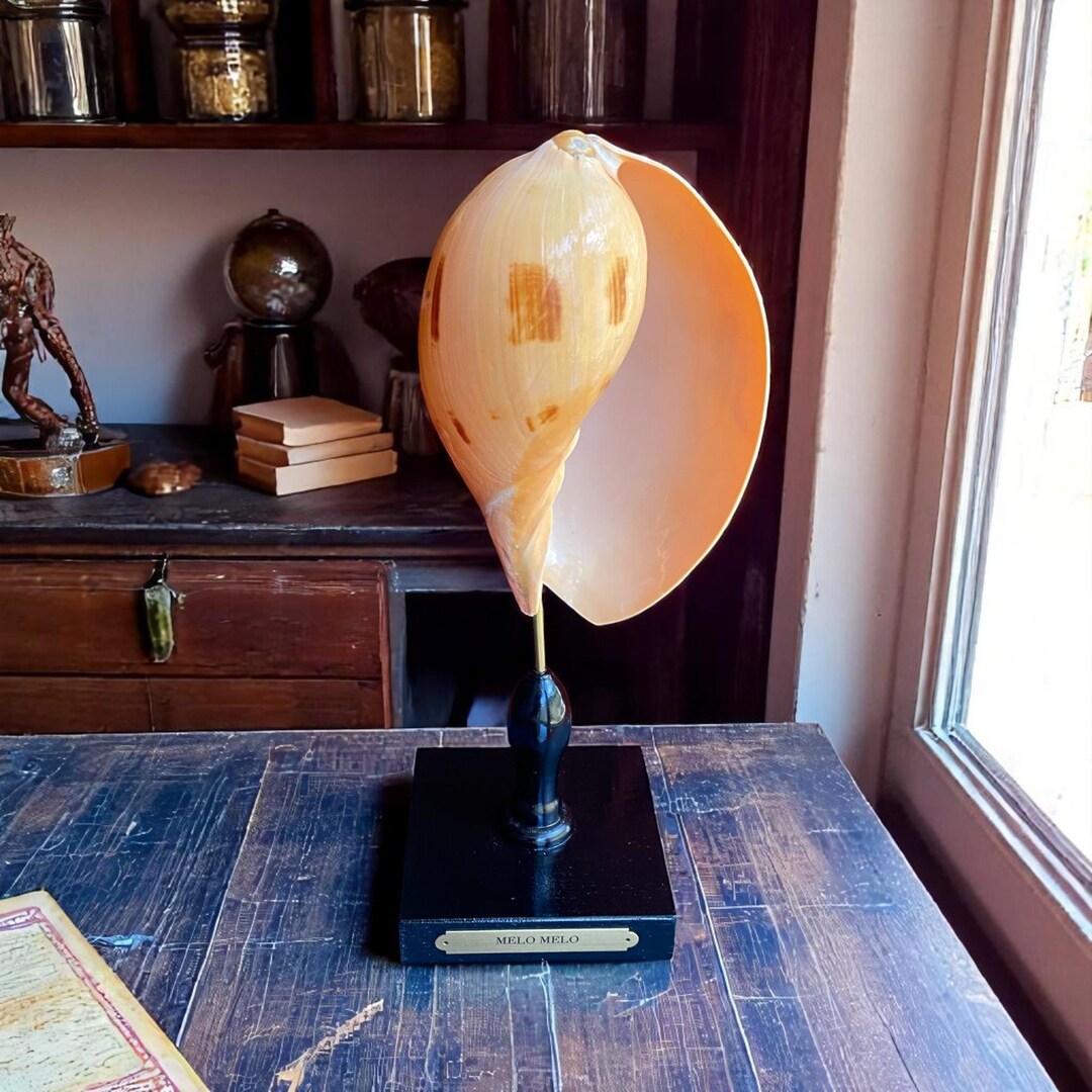 Mounted Shell Sculpture, Sea Shell on Stand, Tropical Shell Display ...