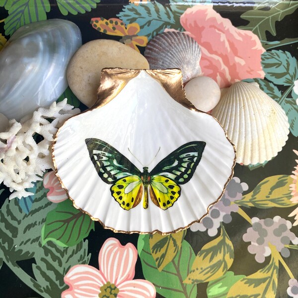 Seashell Butterfly - Etsy