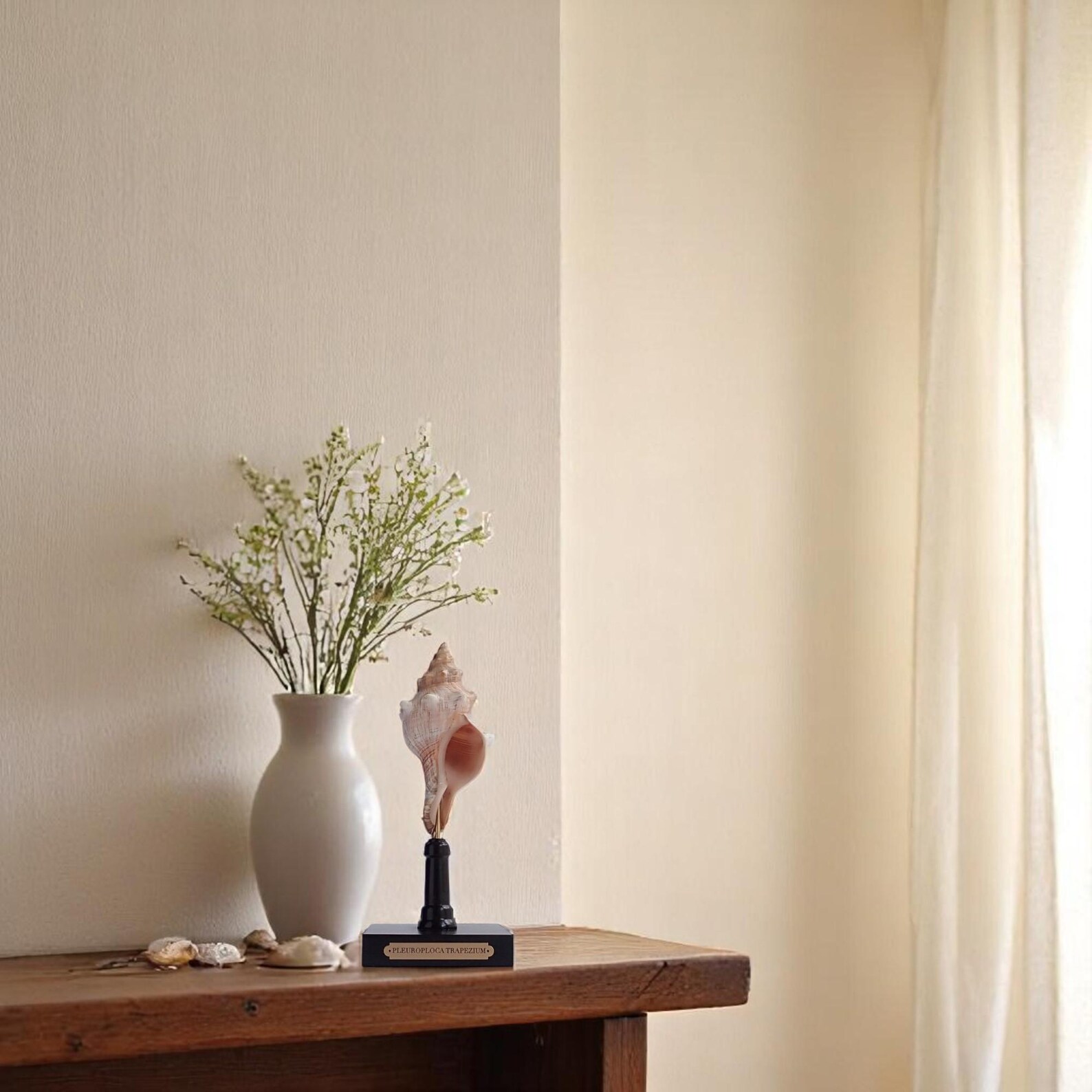 Mounted Shell Sculpture, Sea Shell on Stand, Tropical Shell Display ...