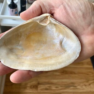 Bird Home Accent Decor, Decoupage Clam Shell Art,painted Clam Shell ...