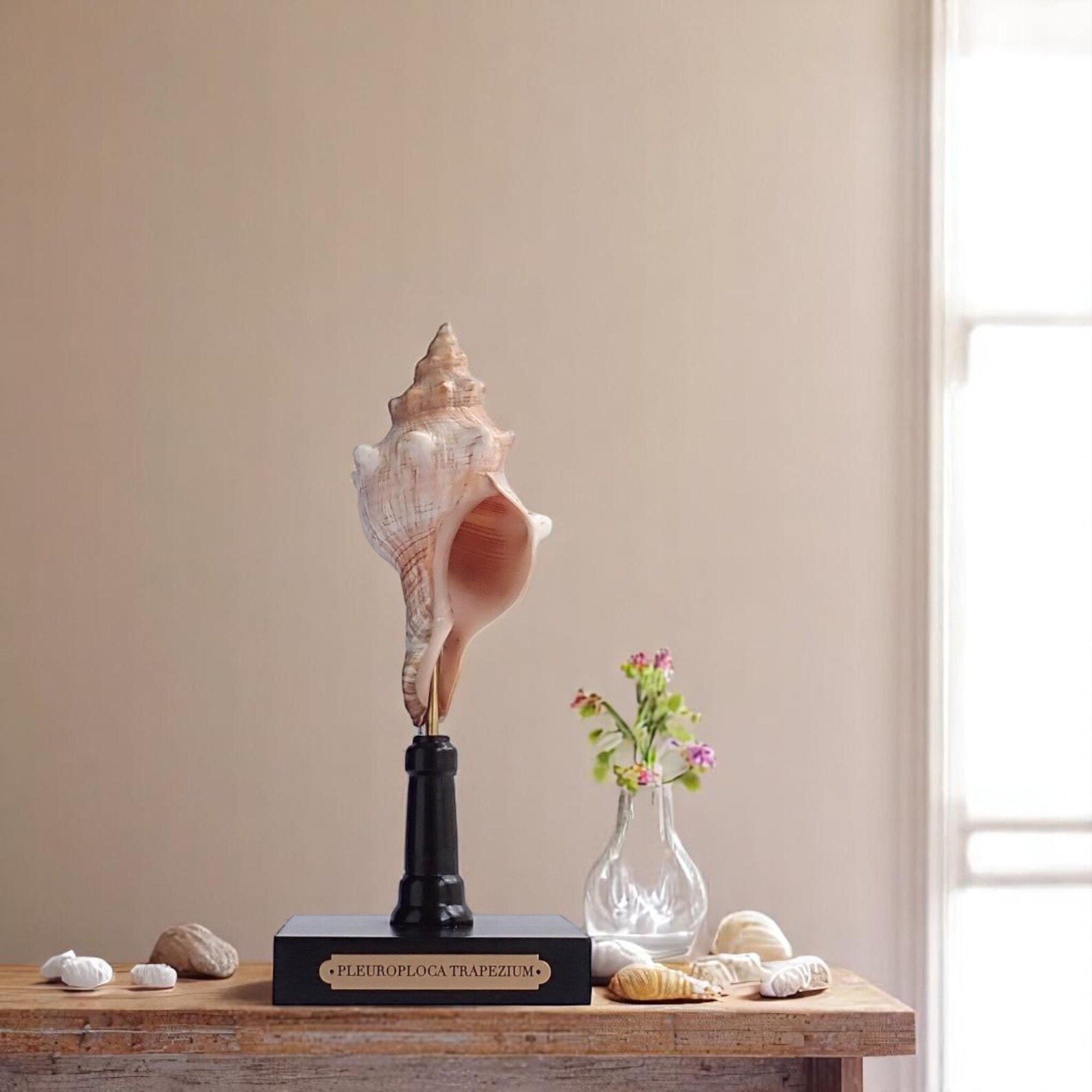 Mounted Shell Sculpture, Sea Shell on Stand, Tropical Shell Display ...