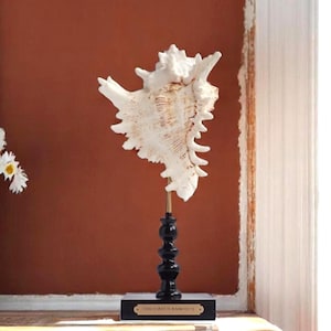 Mounted Shell Sculpture, Sea Shell on Stand, Tropical Shell Display ...