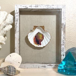 Seashell Shadow Box, Coastal Decor Wall Art, Shells Framed, Beach House ...