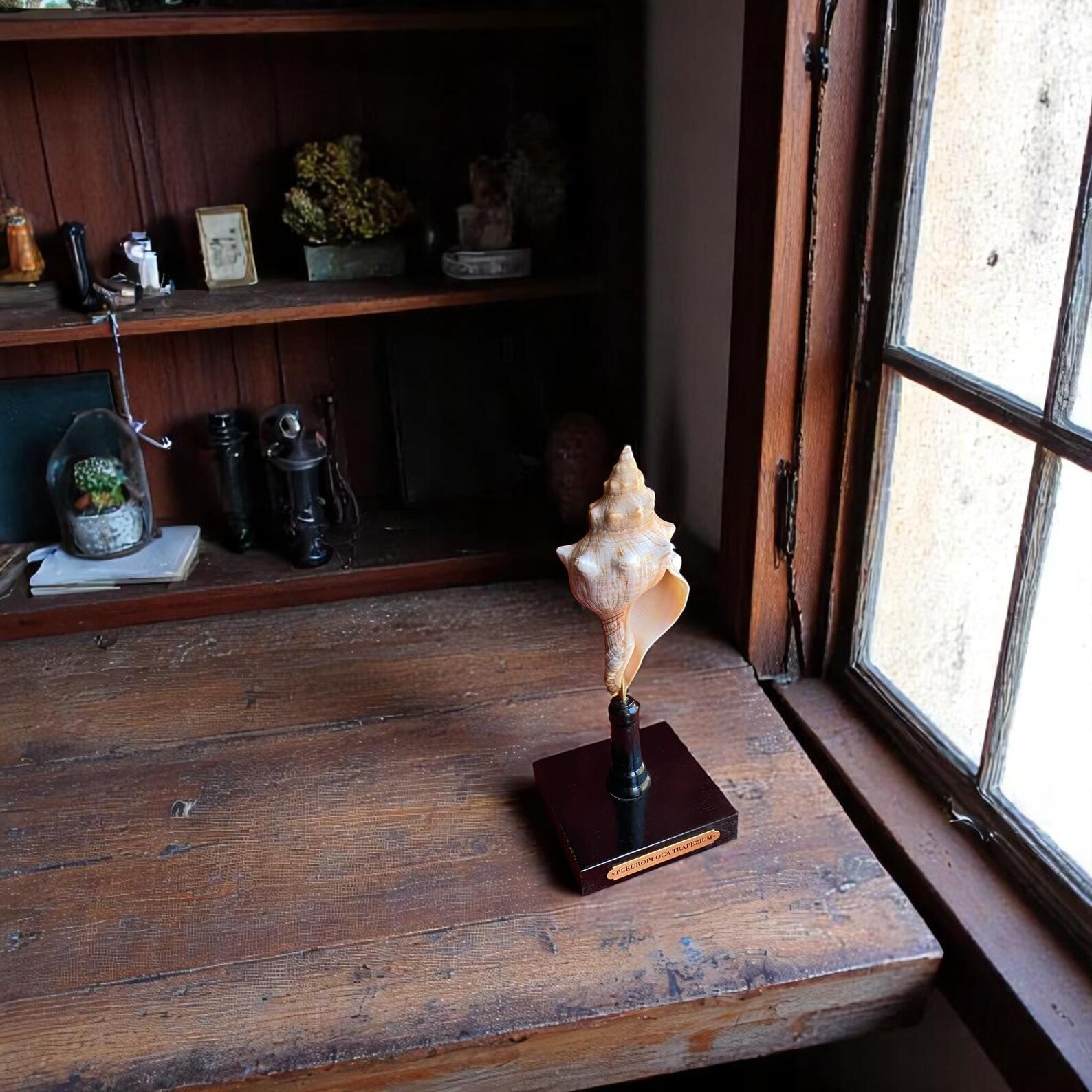 Mounted Shell Sculpture, Sea Shell on Stand, Tropical Shell Display ...