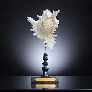 Mounted Shell Sculpture, Sea Shell on Stand, Tropical Shell Display ...