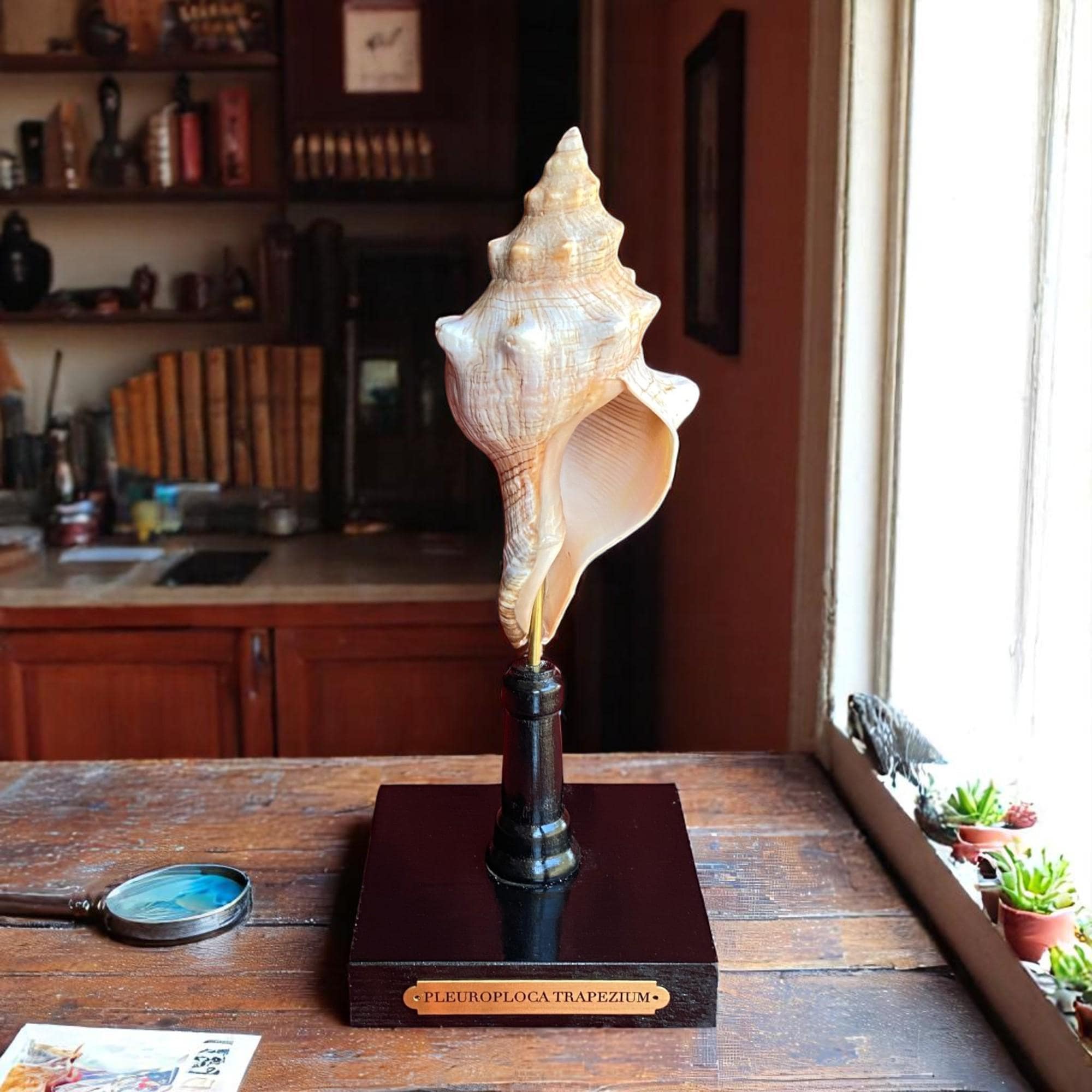 Mounted Shell Sculpture, Sea Shell on Stand, Tropical Shell Display ...