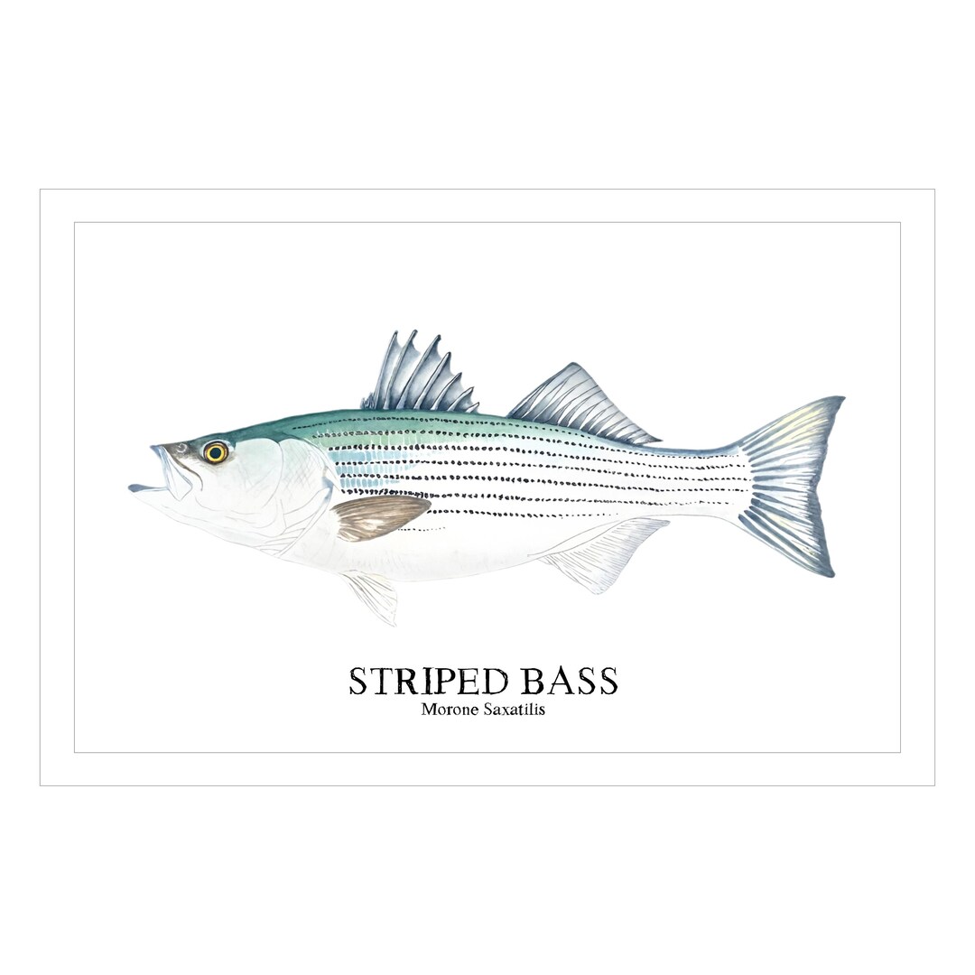 Striped Bass Watercolor Print: Nautical Coastal Wall Art - Etsy