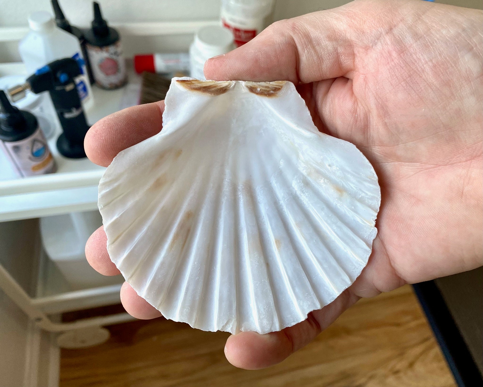 Scallop Shell, Decoupage Scallop, Floral Art Nouveau, Sea Shell Dish ...