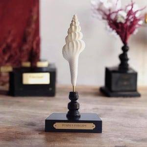 Mounted Shell Sculpture, Sea Shell on Stand, Tropical Shell Display ...