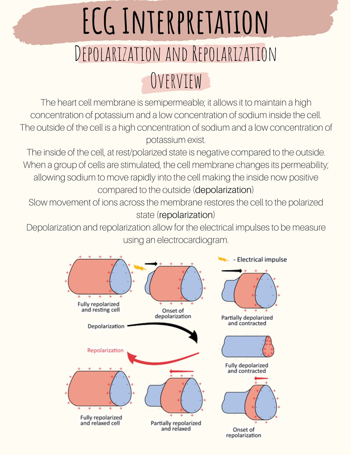 Basic ECG Overview - Etsy