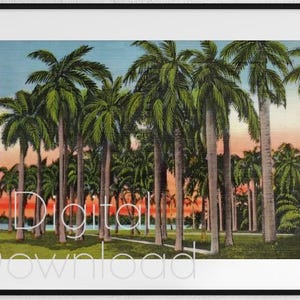 Vintage Florida Palm Trees Postcard, Coastal Home Decor, Beach House ...