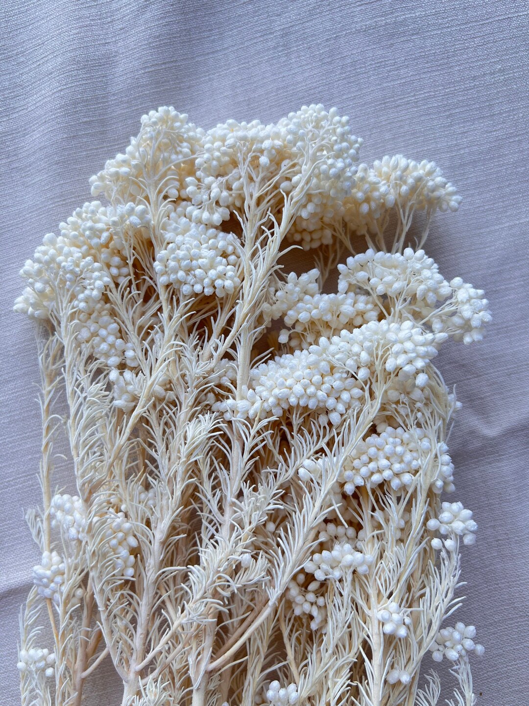 Preserved Rice Flower Various Colours Available Dried and Preserved ...
