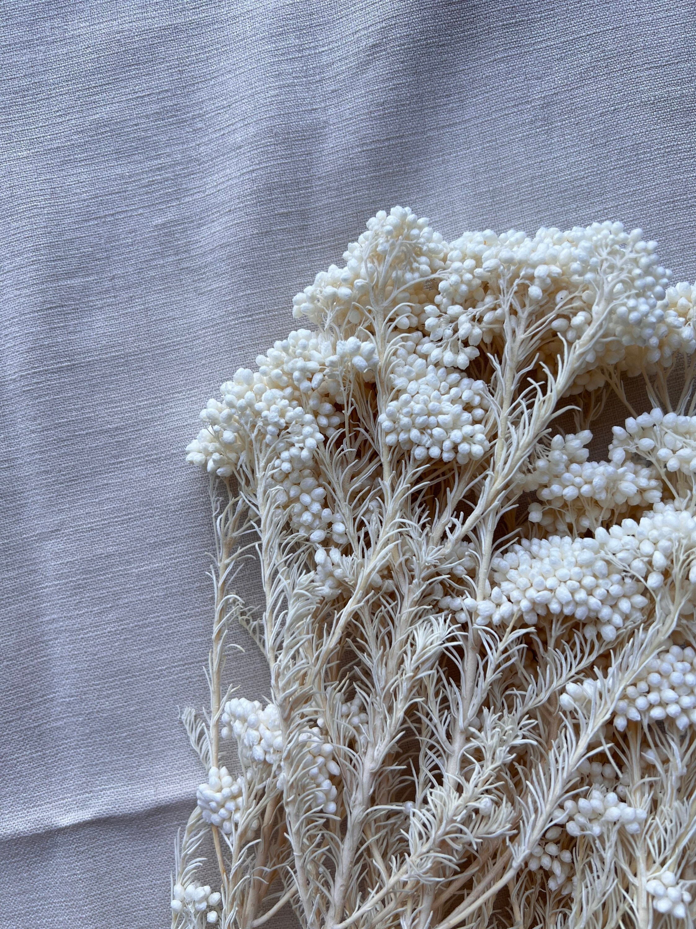 Preserved Rice Flower Various Colours Available - Etsy Australia