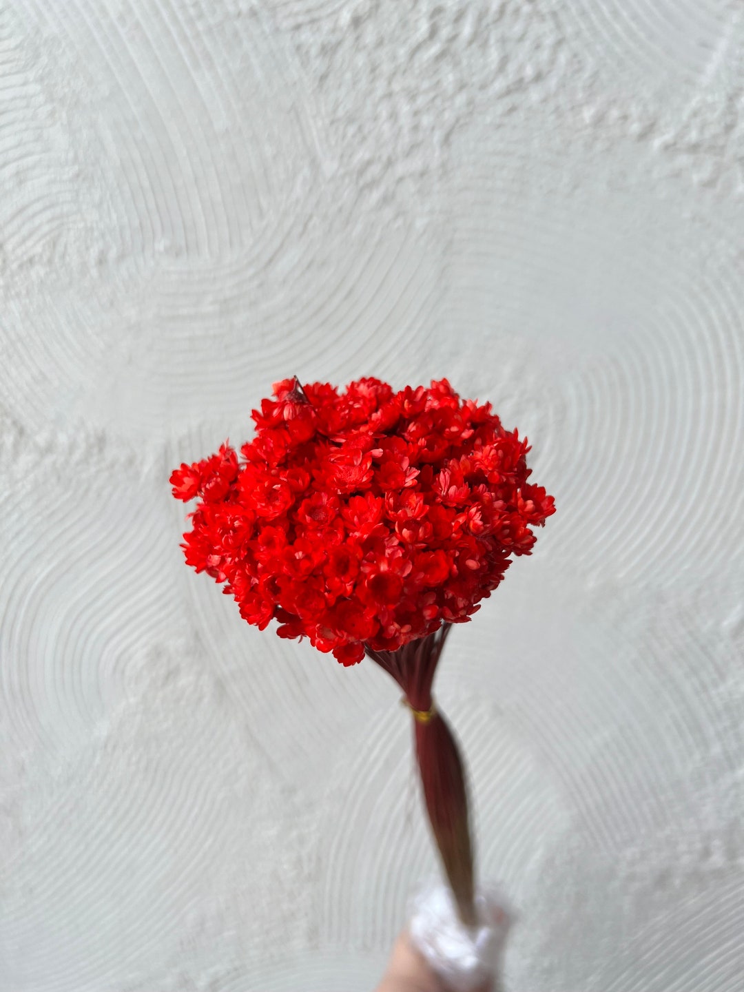 Preserved Dried Star Daisy Flower RED More Colours DIY Dried Flower ...
