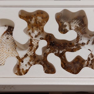 ORIGINAL Medium Mesh Nest by Esthetic Ants | Small Ant Outworld | Ant ...