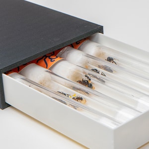 The Queen Drawer V2 - Store Your Ants Neatly! - Etsy