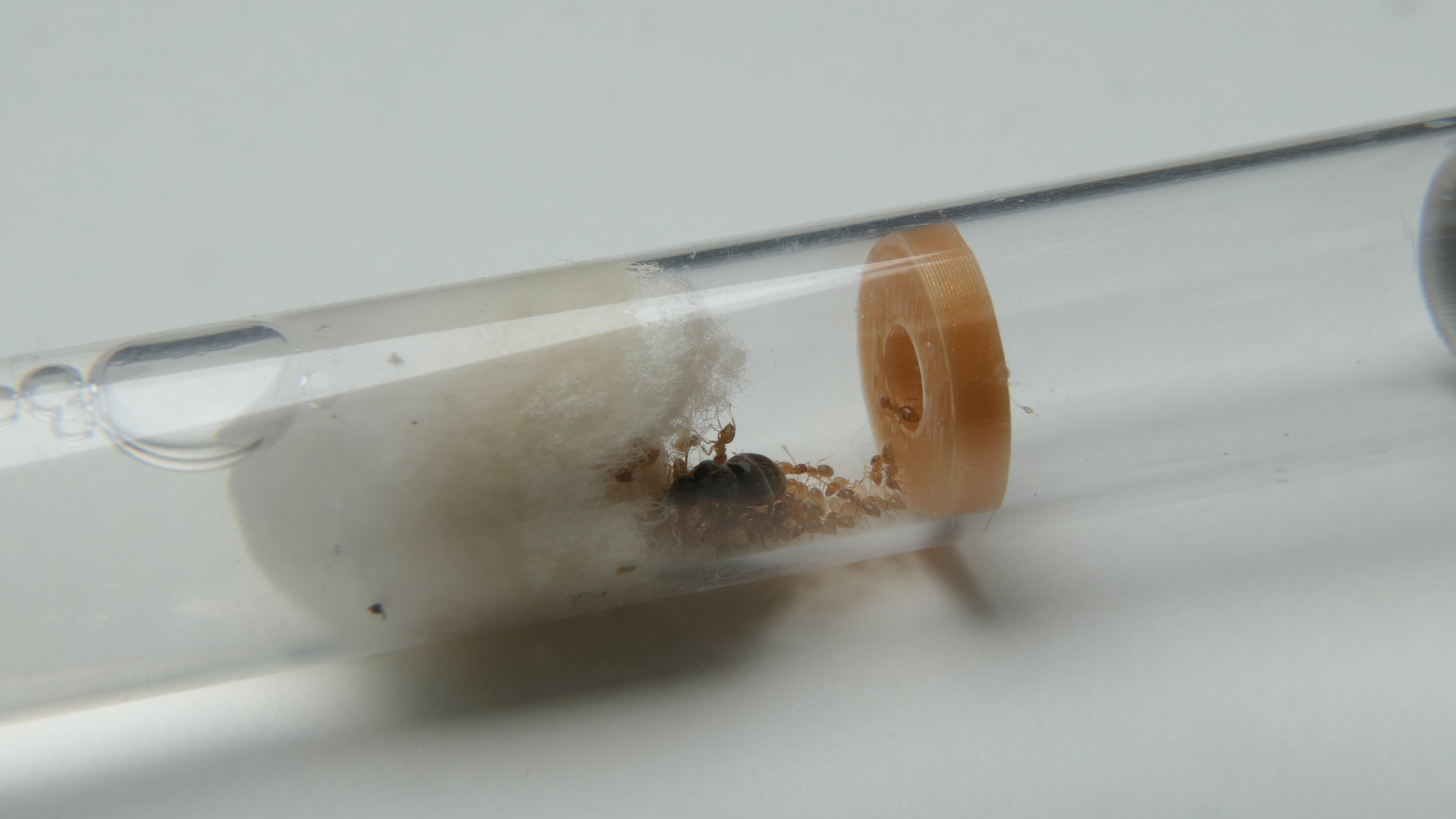 3d-printed Test Tube ringserts - Etsy