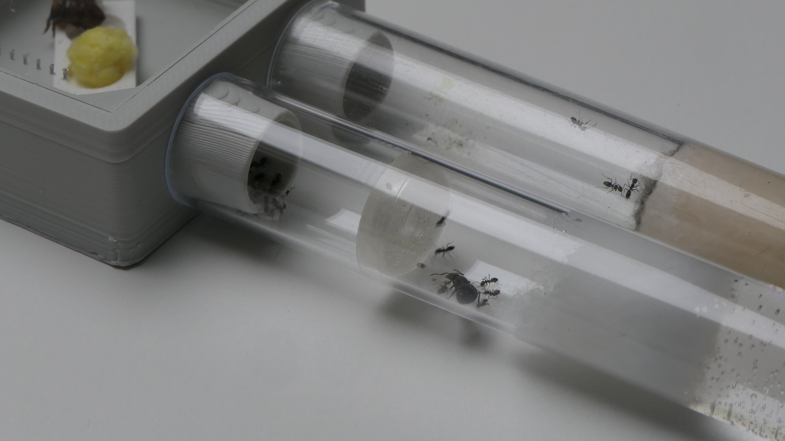 3d-printed Test Tube ringserts - Etsy