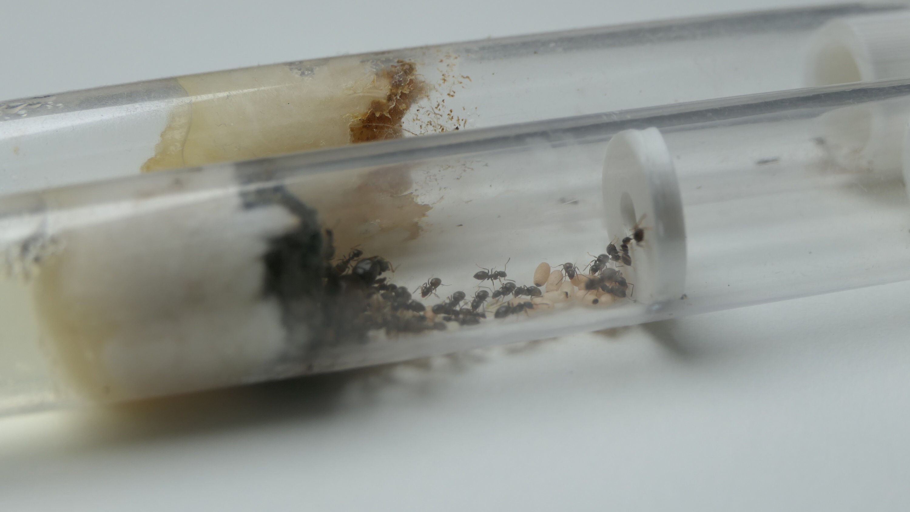 3d-printed Test Tube ringserts - Etsy