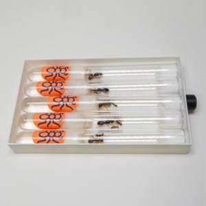 The Queen Drawer V2 - Store Your Ants Neatly! - Etsy