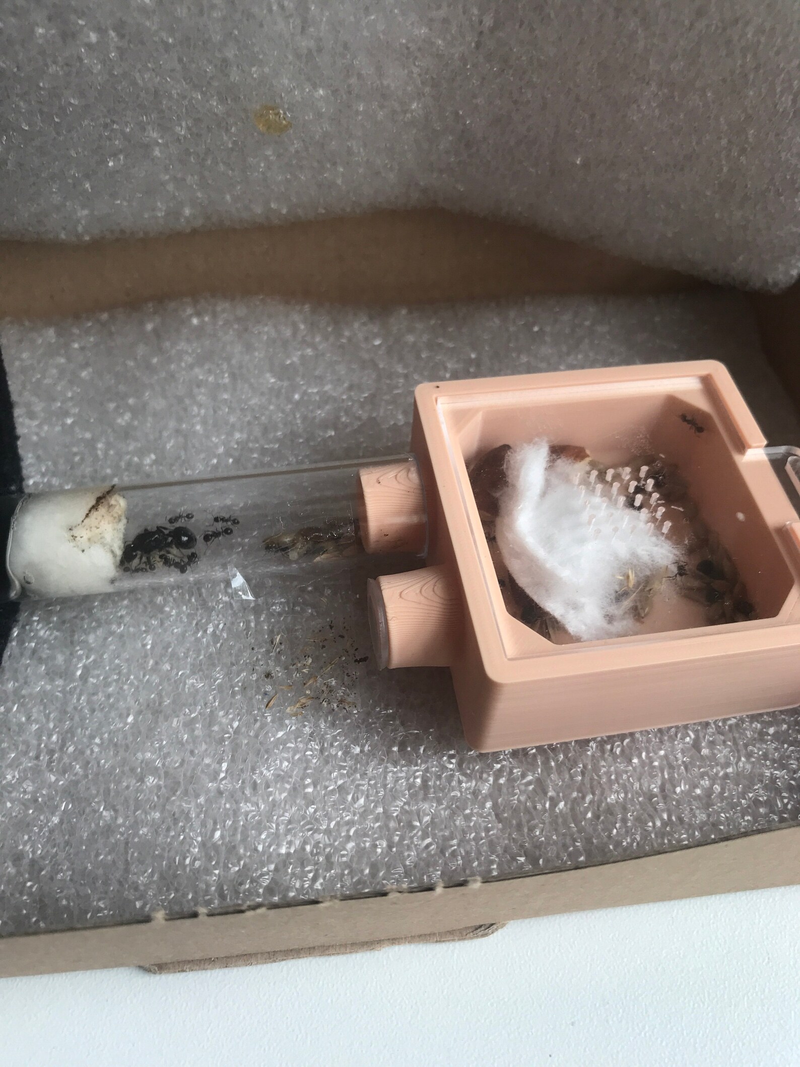 ORIGINAL Mini Outworld by Esthetic Ants Small Ant Outworld - Etsy Australia