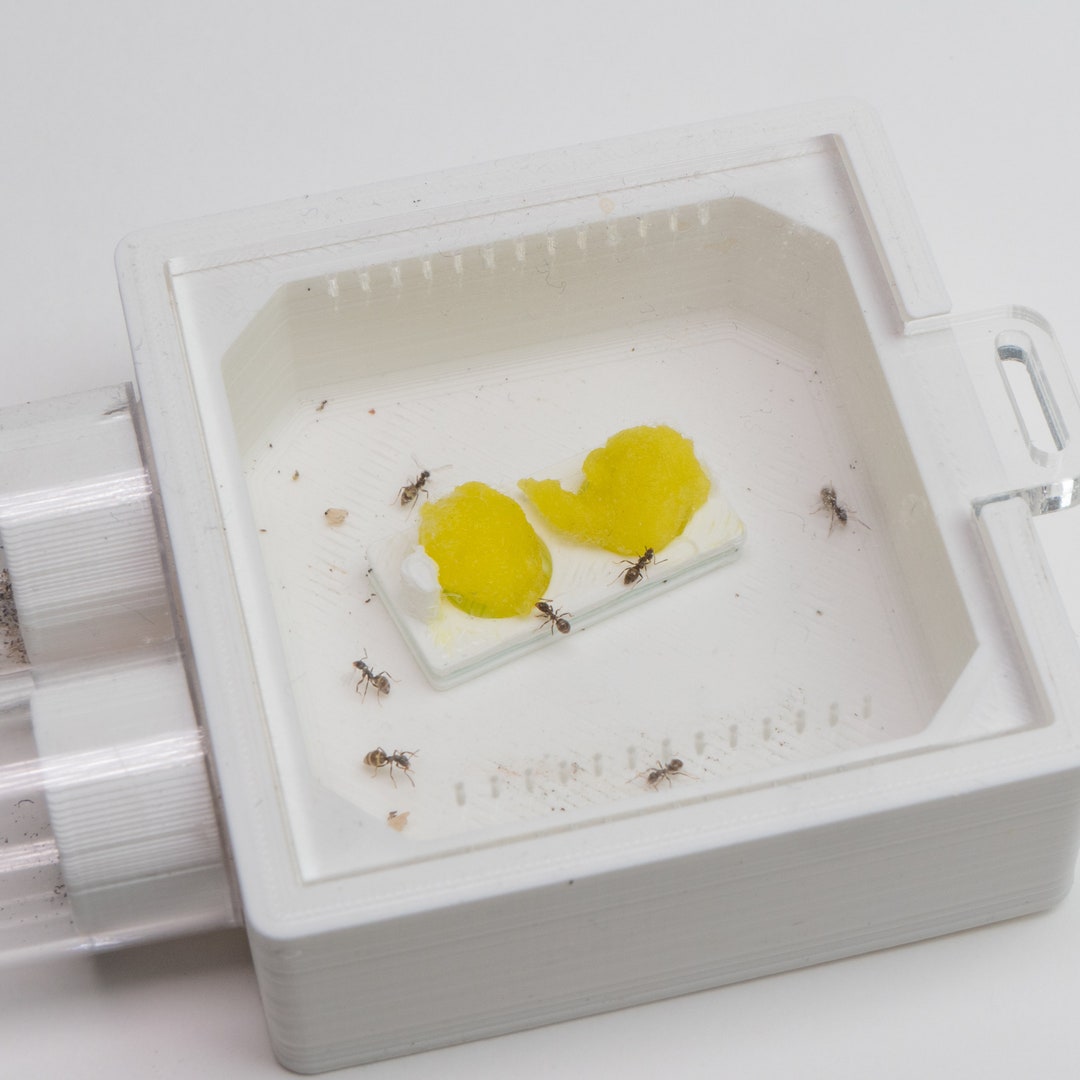 ORIGINAL Mini Outworld by Esthetic Ants | Small Ant Outworld | Ant ...