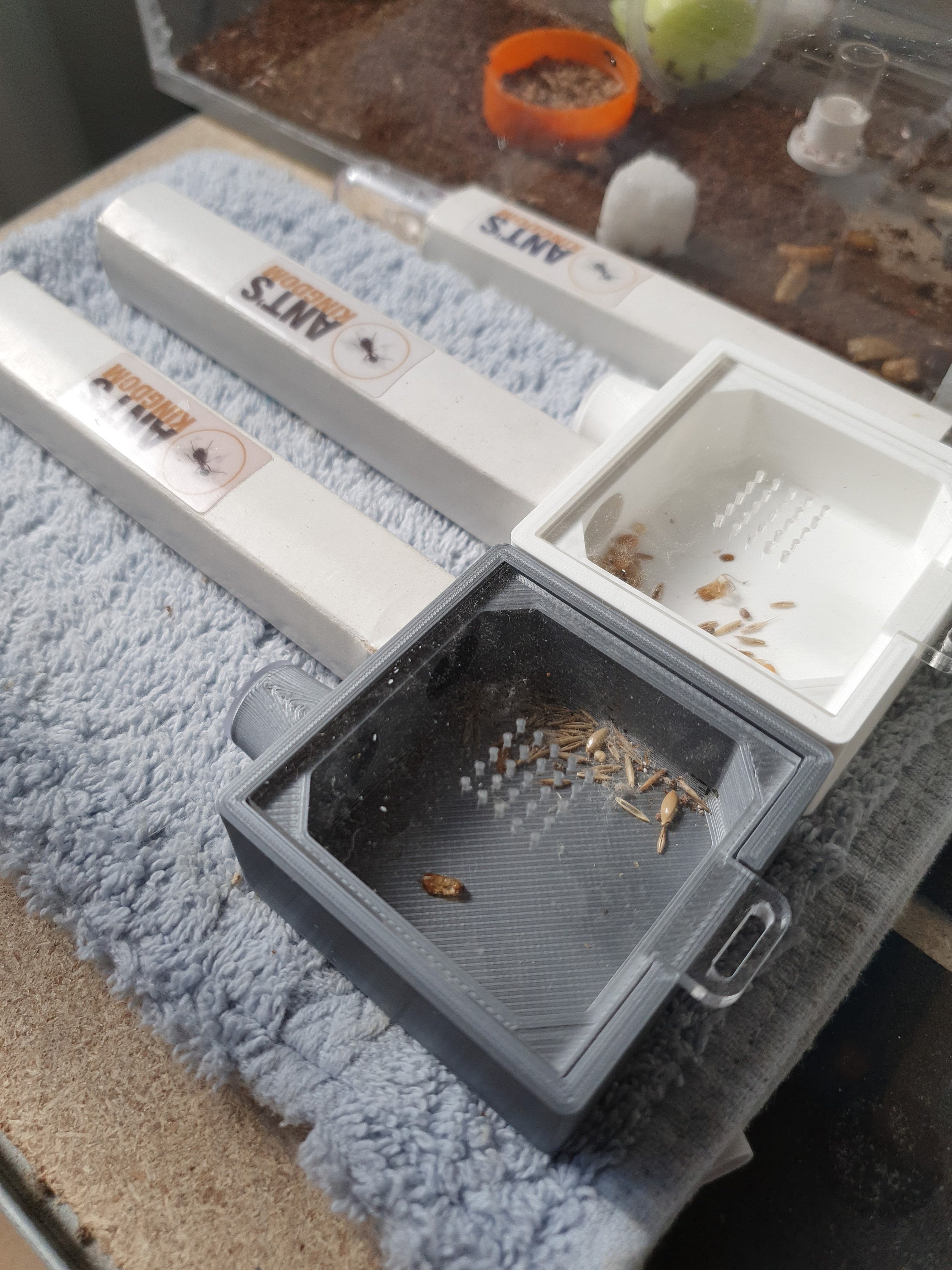 ORIGINAL Mini Outworld by Esthetic Ants Small Ant Outworld - Etsy Australia