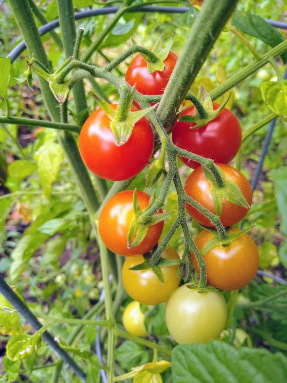 Mexican Honey Tomato Seeds. Free Shipping | Etsy