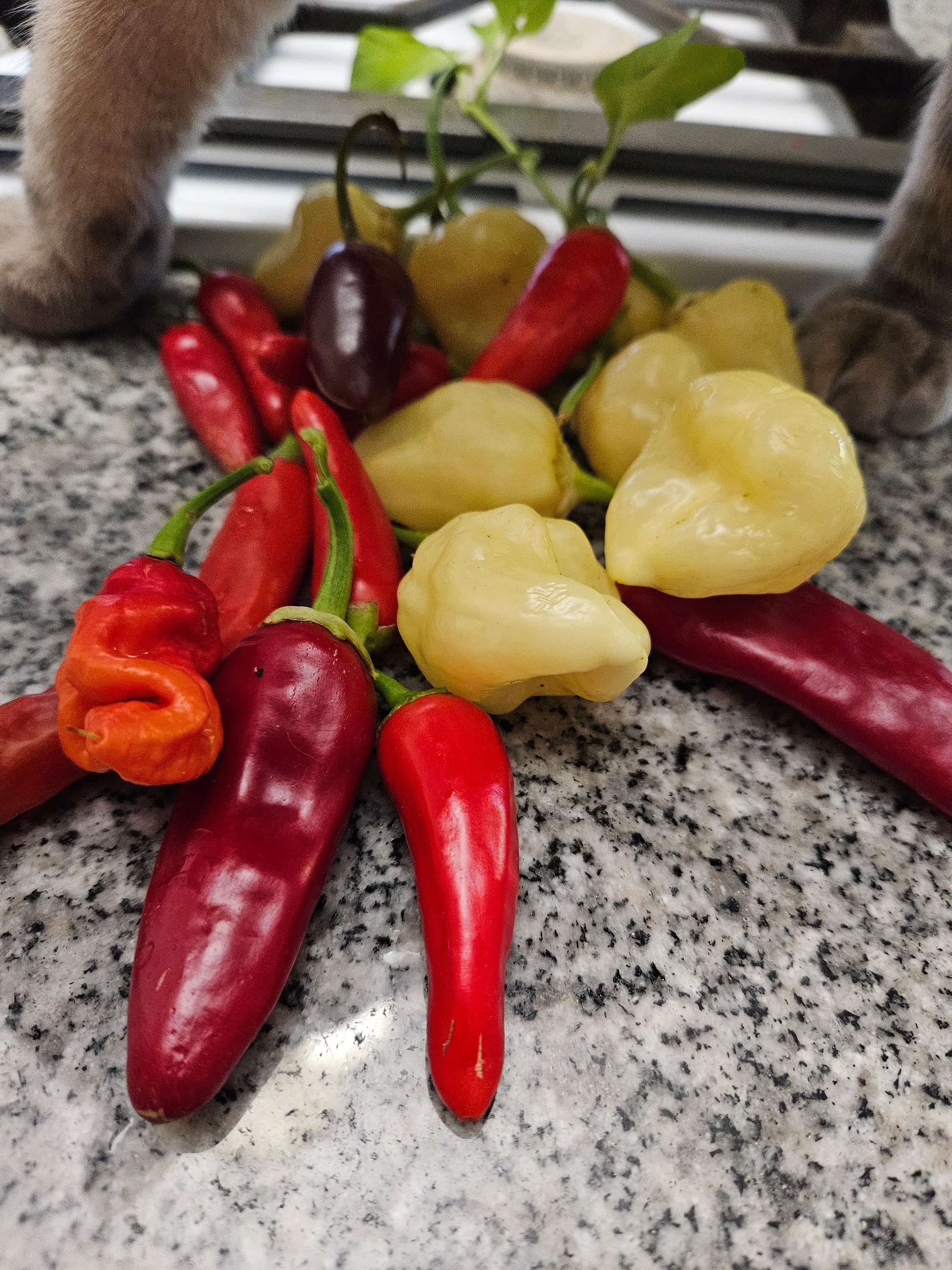 Spicy Surprise! Heirloom Chili Pepper Seeds Variety Pack (free Shipping ...