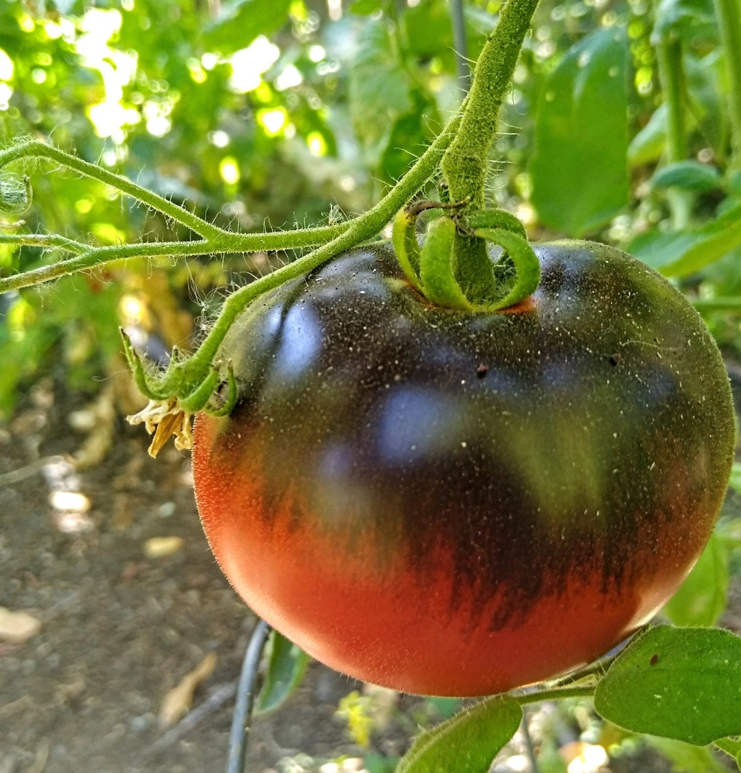 Indigo Apple Tomato Seeds.(free Shipping) - Etsy