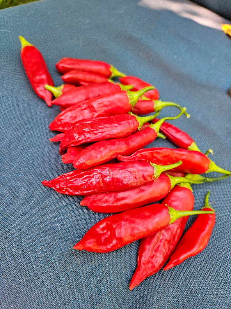 Aji Rojo Pepper Seeds (free Shipping) - Etsy