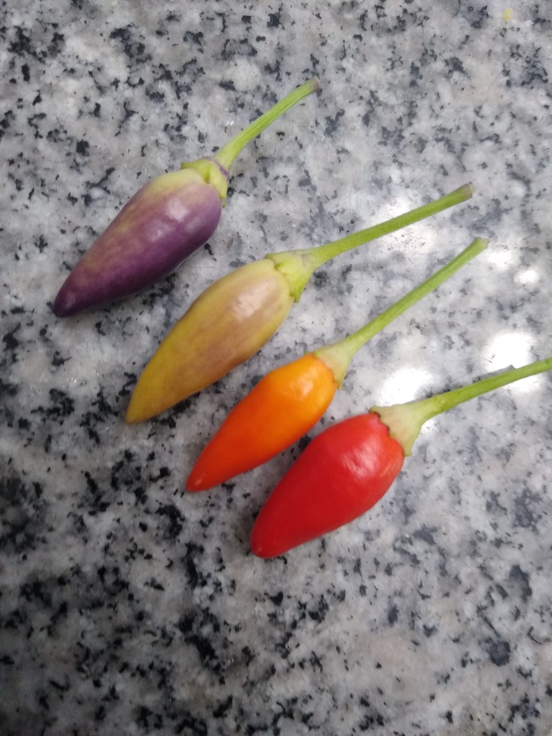 Bolivian Rainbow Pepper Seeds (free Shipping) - Etsy
