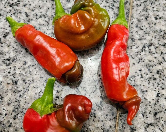 15 Peter Pepper Red Seeds Willy Pepper Perverted Chilli - Etsy