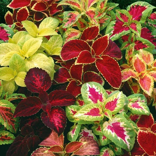 40 Seeds Breathtaking Coleus Plant Semillas Samen Grained - Etsy Canada