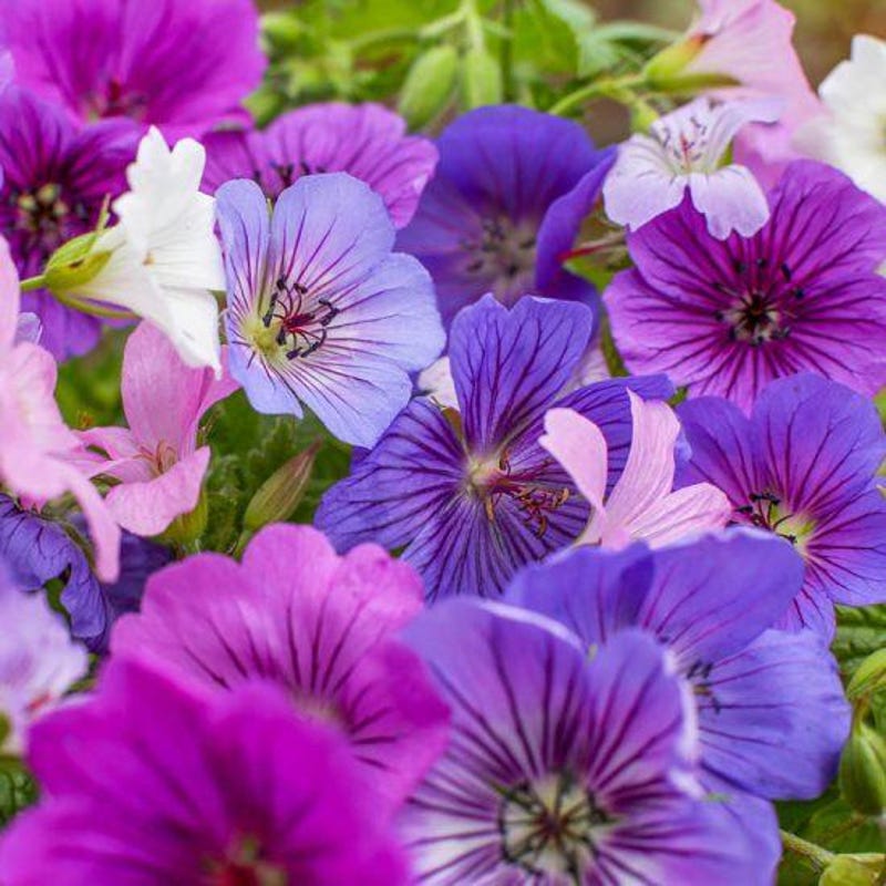 Hardy Geranium - Etsy UK