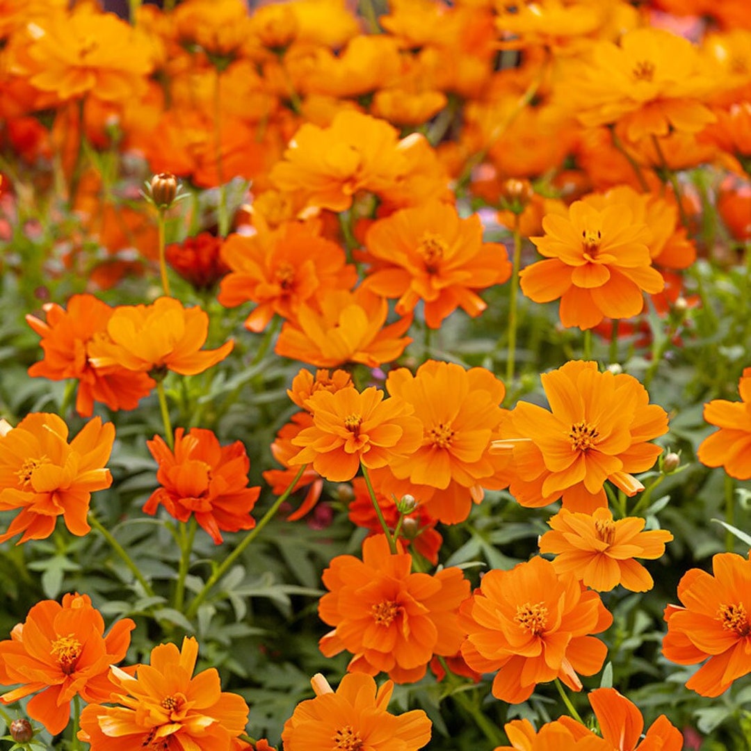 15 COSMOS 'mandarin' Seeds---flower Seeds--plant Seeds--gardening ...