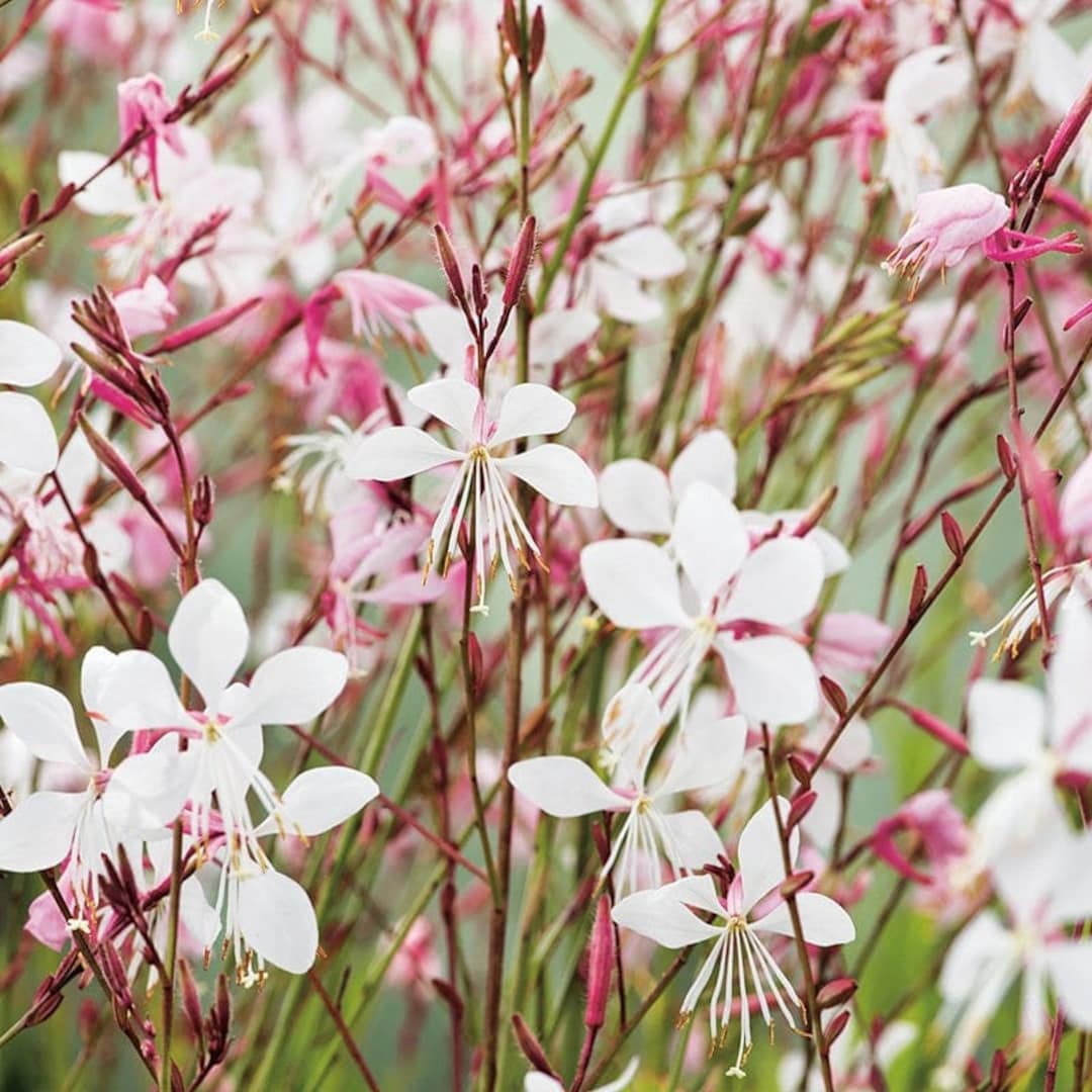 20 Gaura Lindheimeri 'the Bride' Seeds---herb Seeds--plant Seeds ...