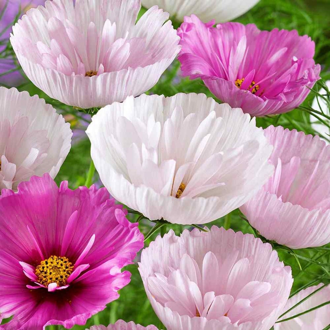 15 MIX COSMOS 'cups and Saucers' Seeds---flower Seeds--plant Seeds ...