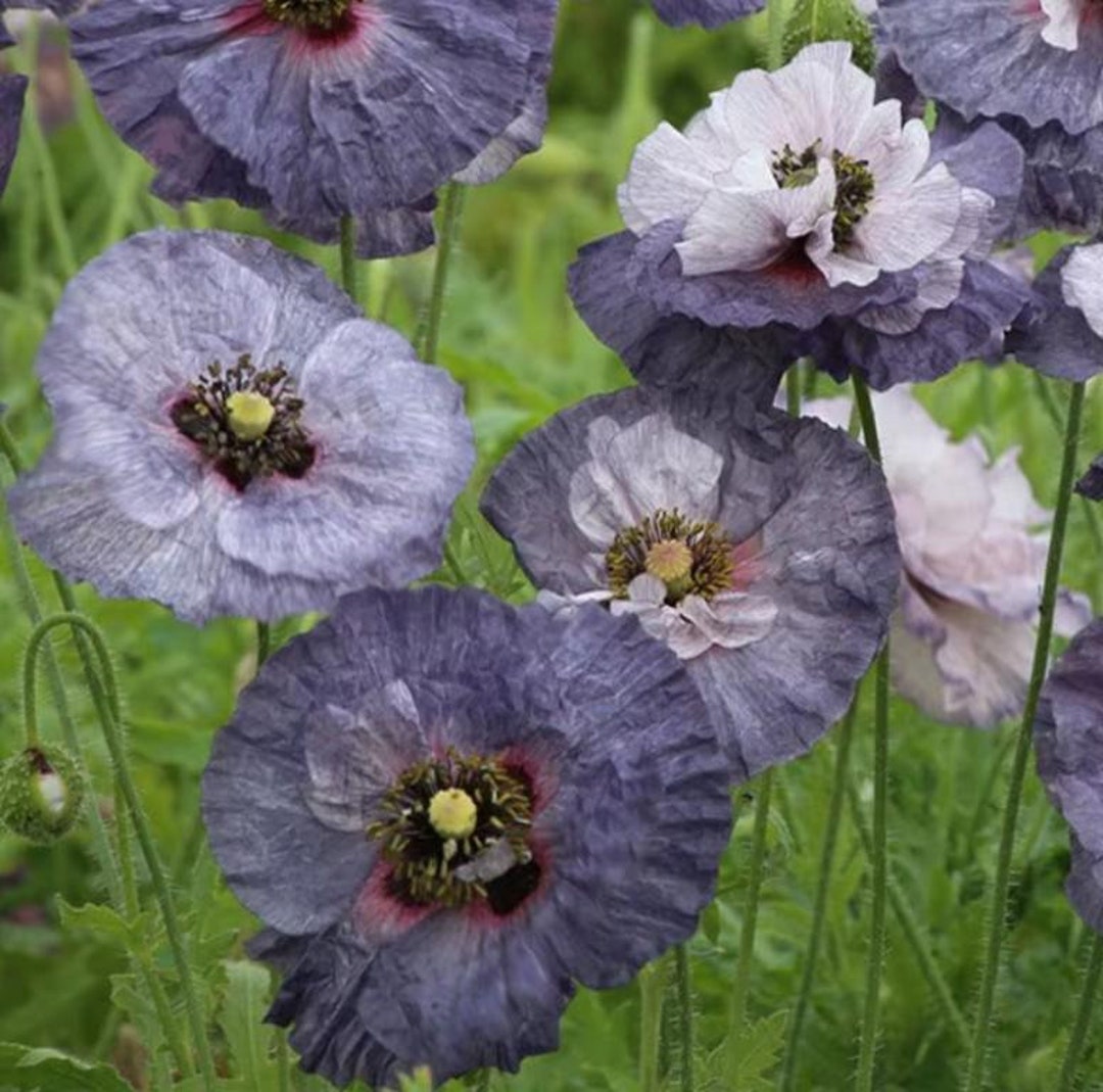 25 Grey Poppy Award Winning Seeds---flower Seeds--plant Seeds ...
