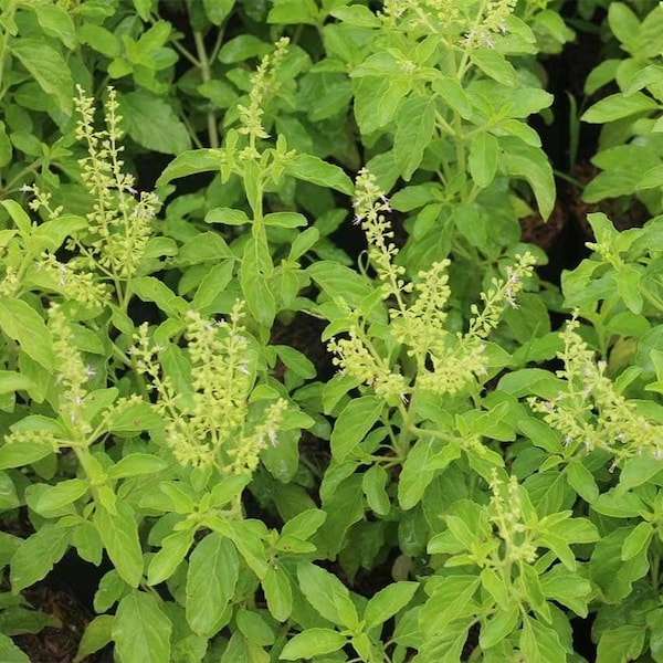 Holy Basil Plant - Etsy UK
